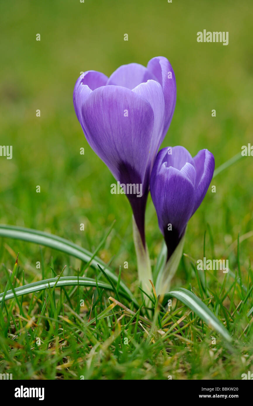 Violet crocuses (Crocus) growing in a meadow Stock Photo - Alamy