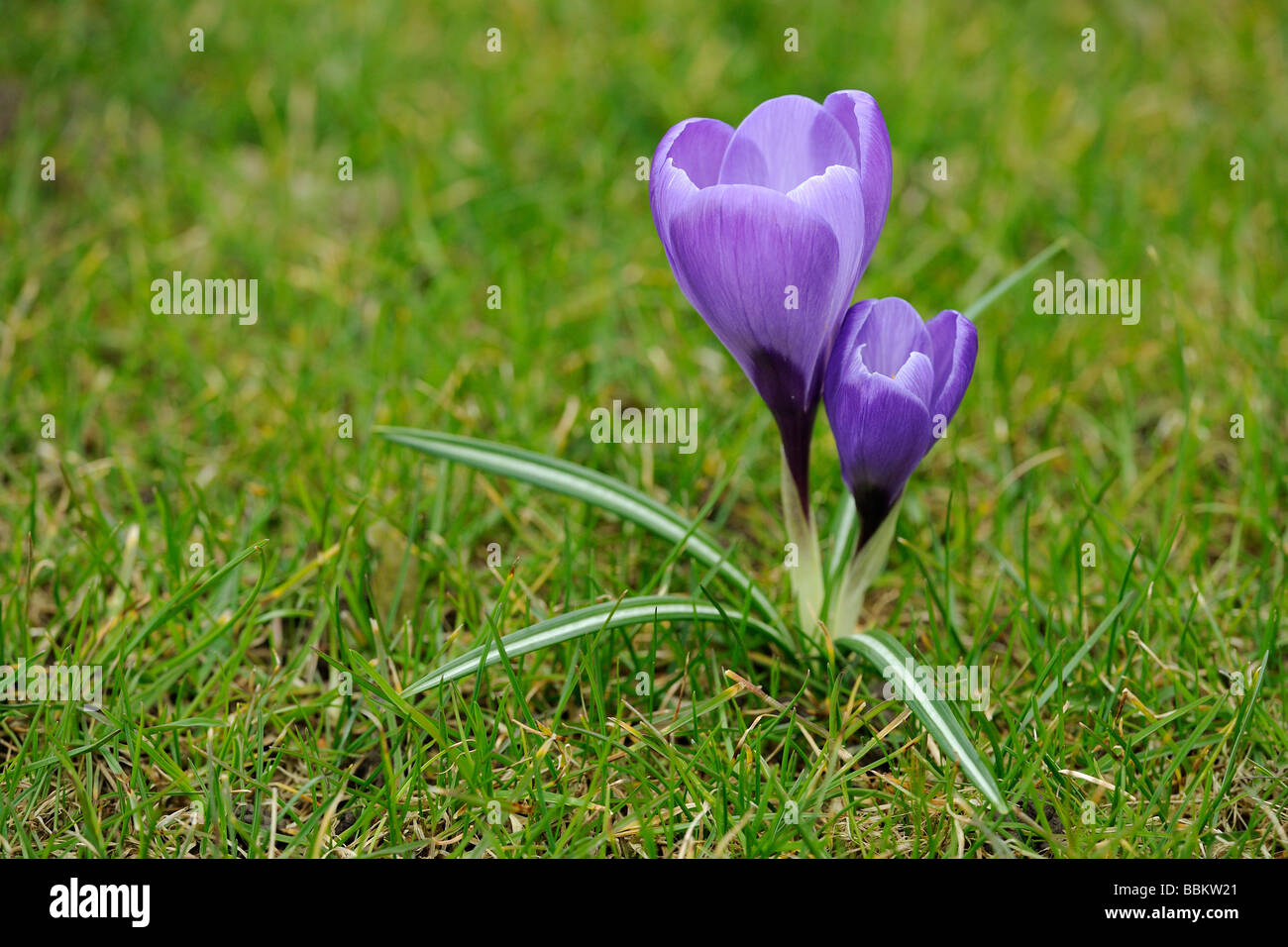Crocus Growing High Resolution Stock Photography and Images - Alamy