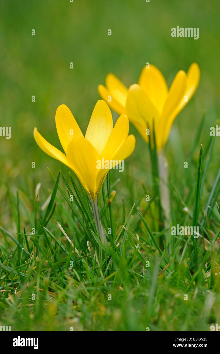 Yellow crocuses (Crocus) growing in a meadow Stock Photo - Alamy