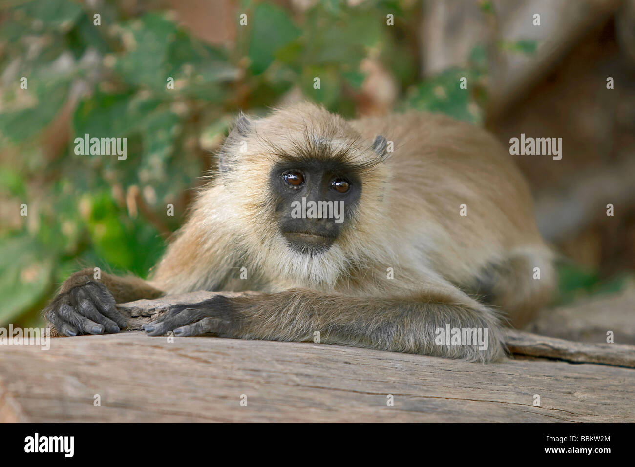 A Langur leaning forward with his hands on a wooden surface, with a ...