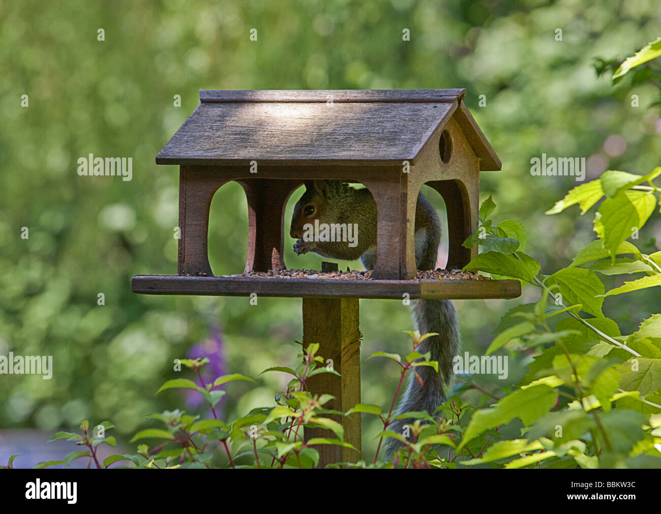 Grey squirrel on bird table in garden UK Stock Photo - Alamy