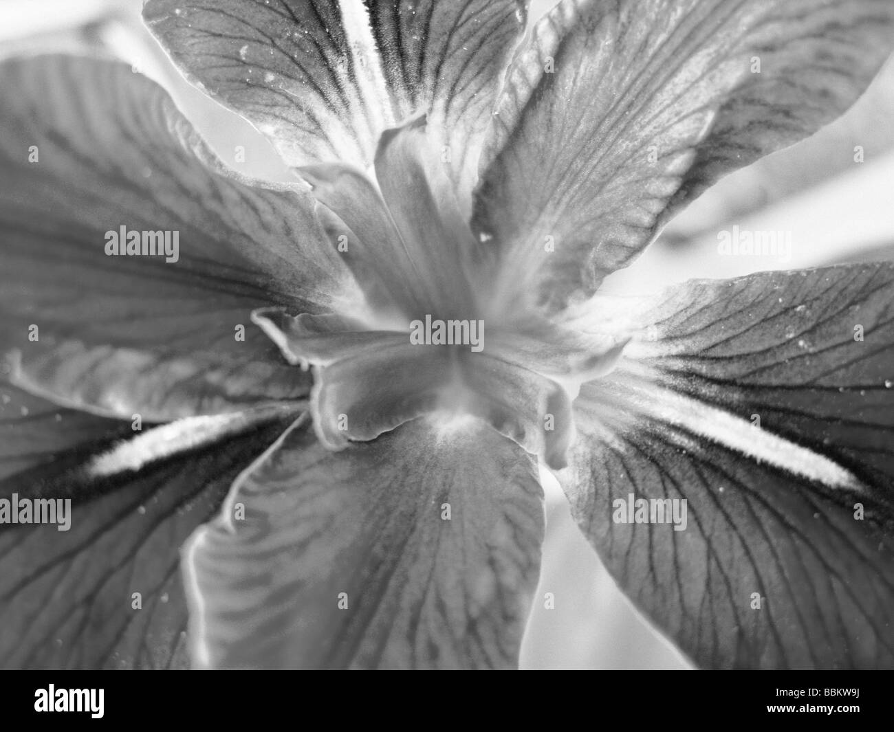 Simple flower structure hi-res stock photography and images - Alamy