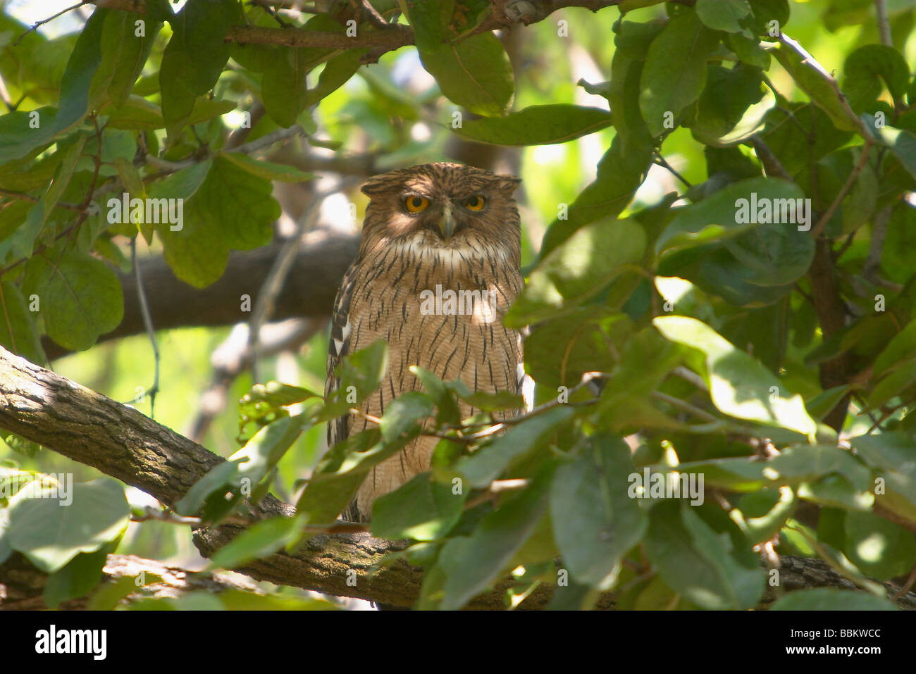 Brown fish owl bubo zeylonensis hi-res stock photography and images - Alamy