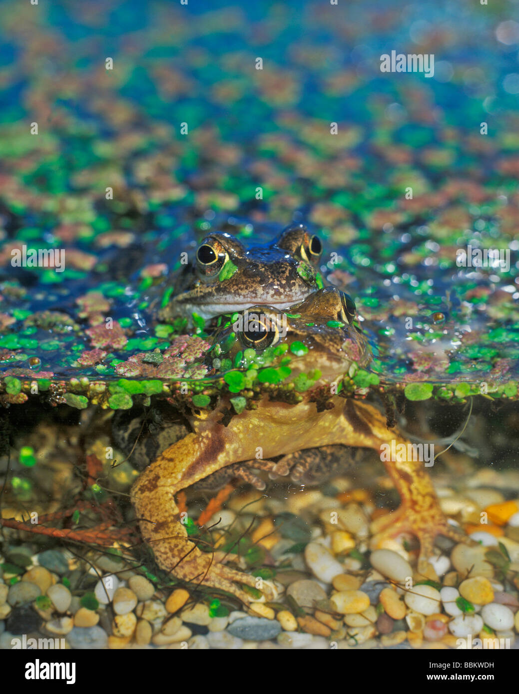 COMMON FROG Rana temporia PAIR IN AMPLEXUS WITH HADS ABOVE WATER Stock ...