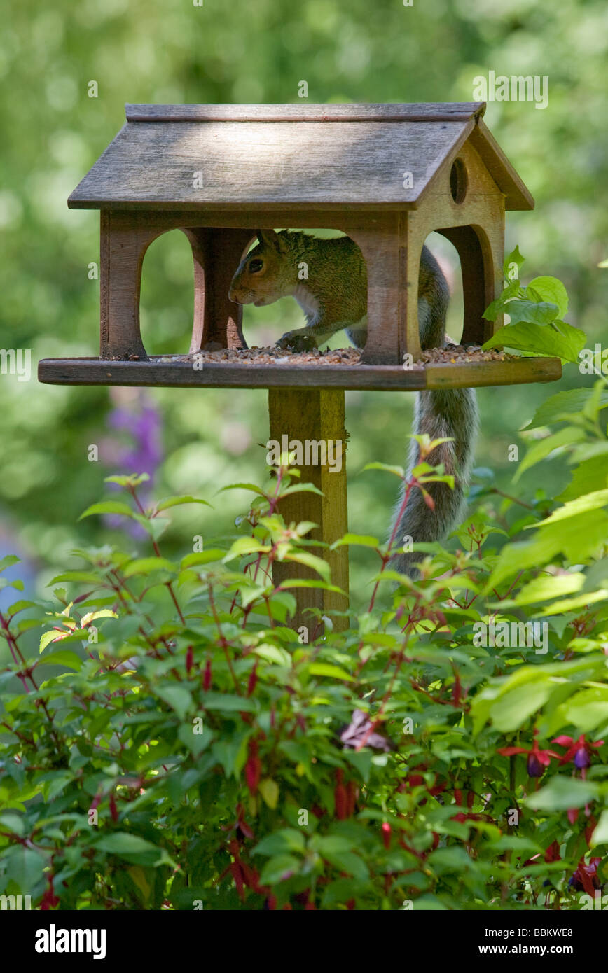 Grey squirrel on bird table in gaden UK Stock Photo - Alamy