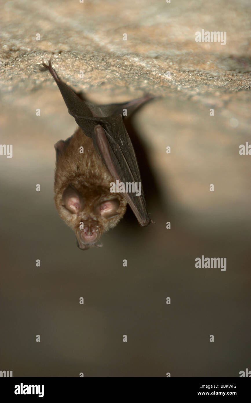 Free tailed bat, Tadarida brasiliensis, Bandhavgarh National park ...