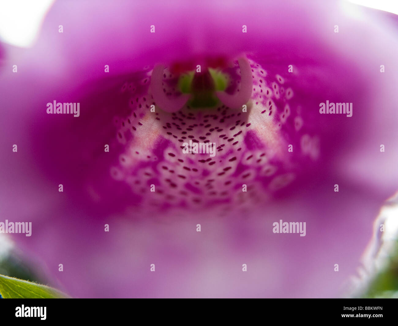 Simple flower structure hi-res stock photography and images - Alamy