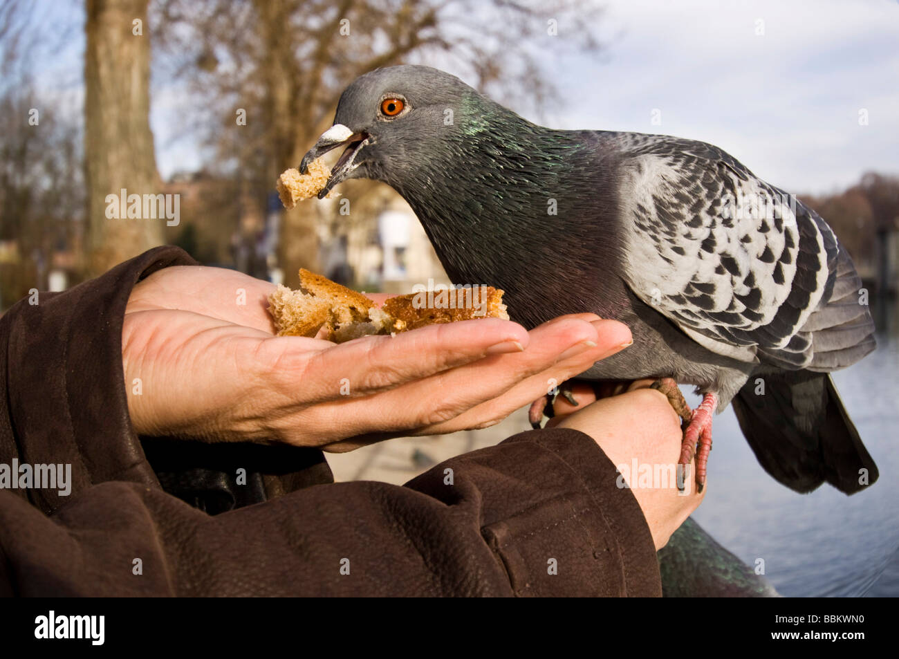 Feeding a pidgeon Stock Photo - Alamy