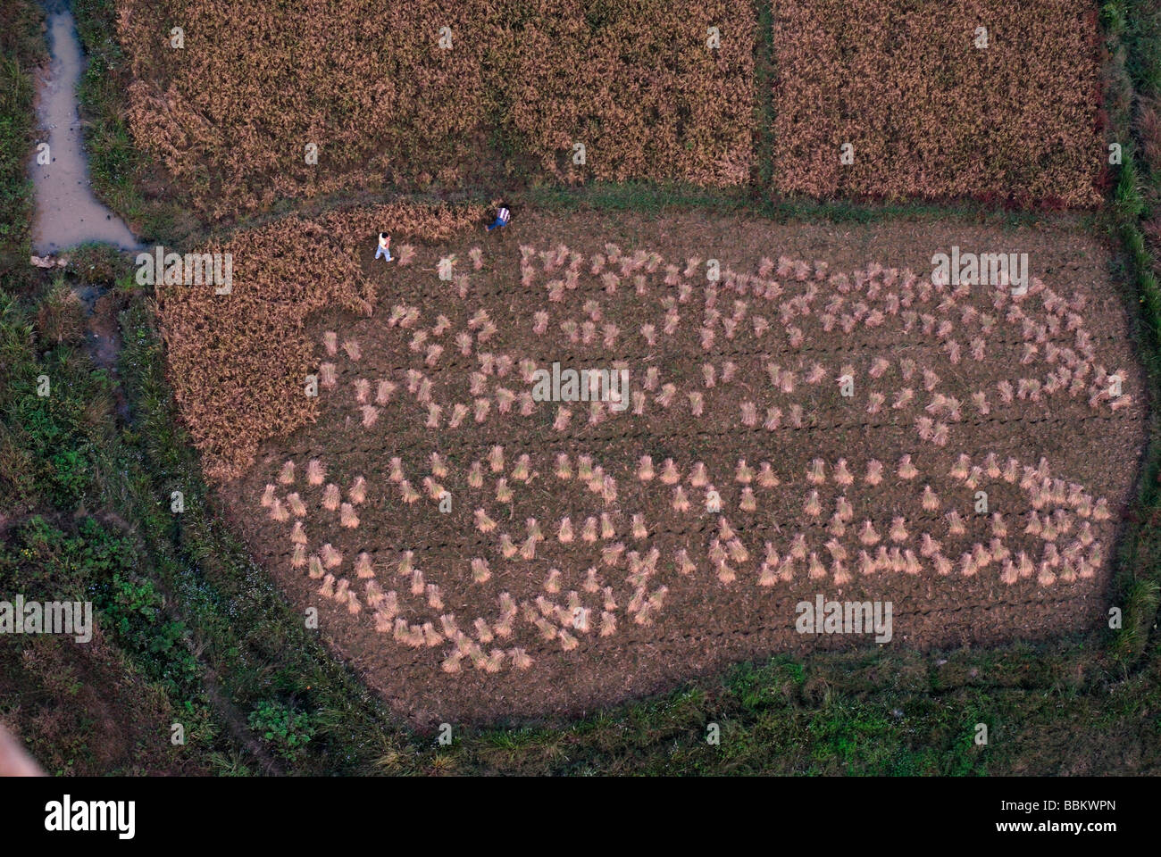 China harvest rice combine hi-res stock photography and images - Alamy