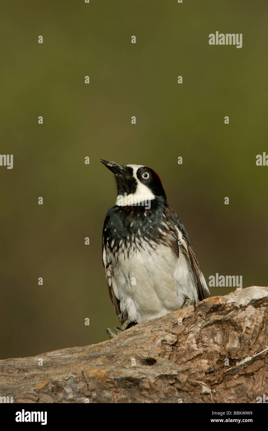 Acorn Woodpecker Melanerpes formicivorus male Madera Canyon Tucson ...