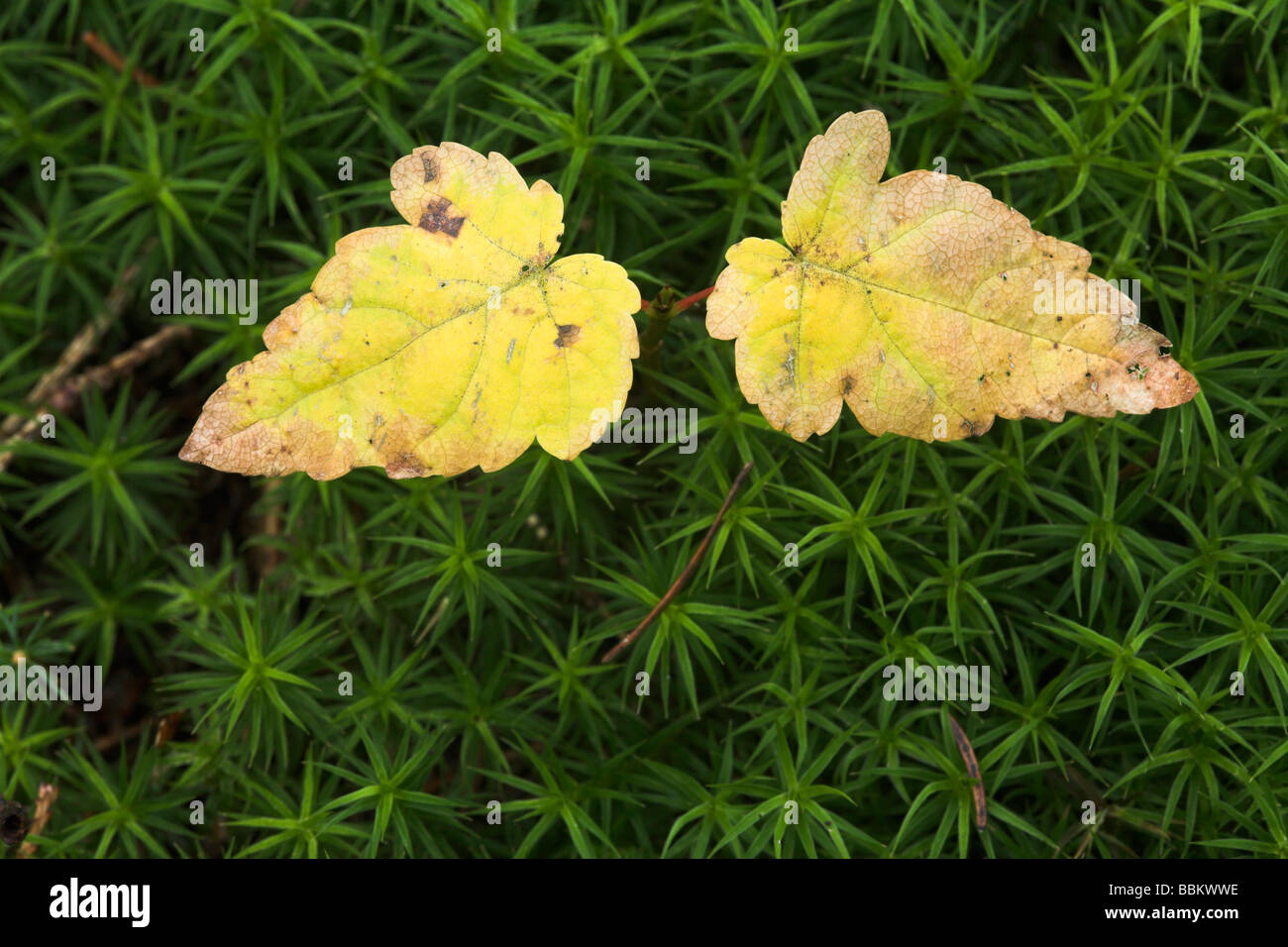 Young deciduous tree in haircap moss, Baden-Wuerttemberg, Germany Stock ...