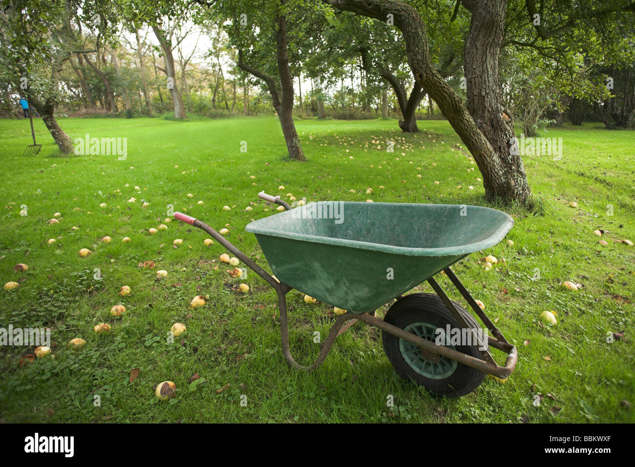 Wheel barrow under pear trees, Texel, Holland, The Netherlands Stock ...