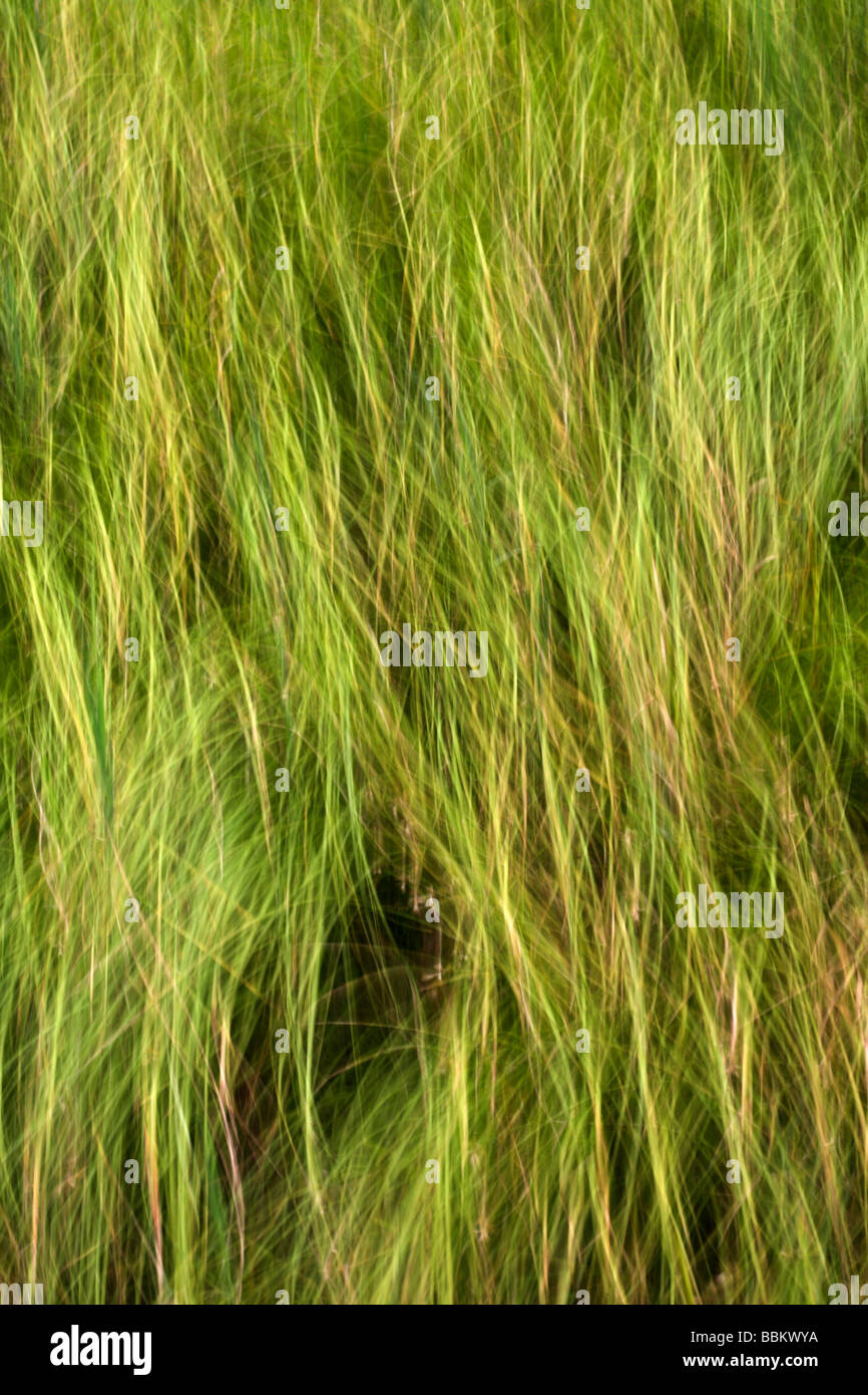 Gruene wiese hi-res stock photography and images - Alamy