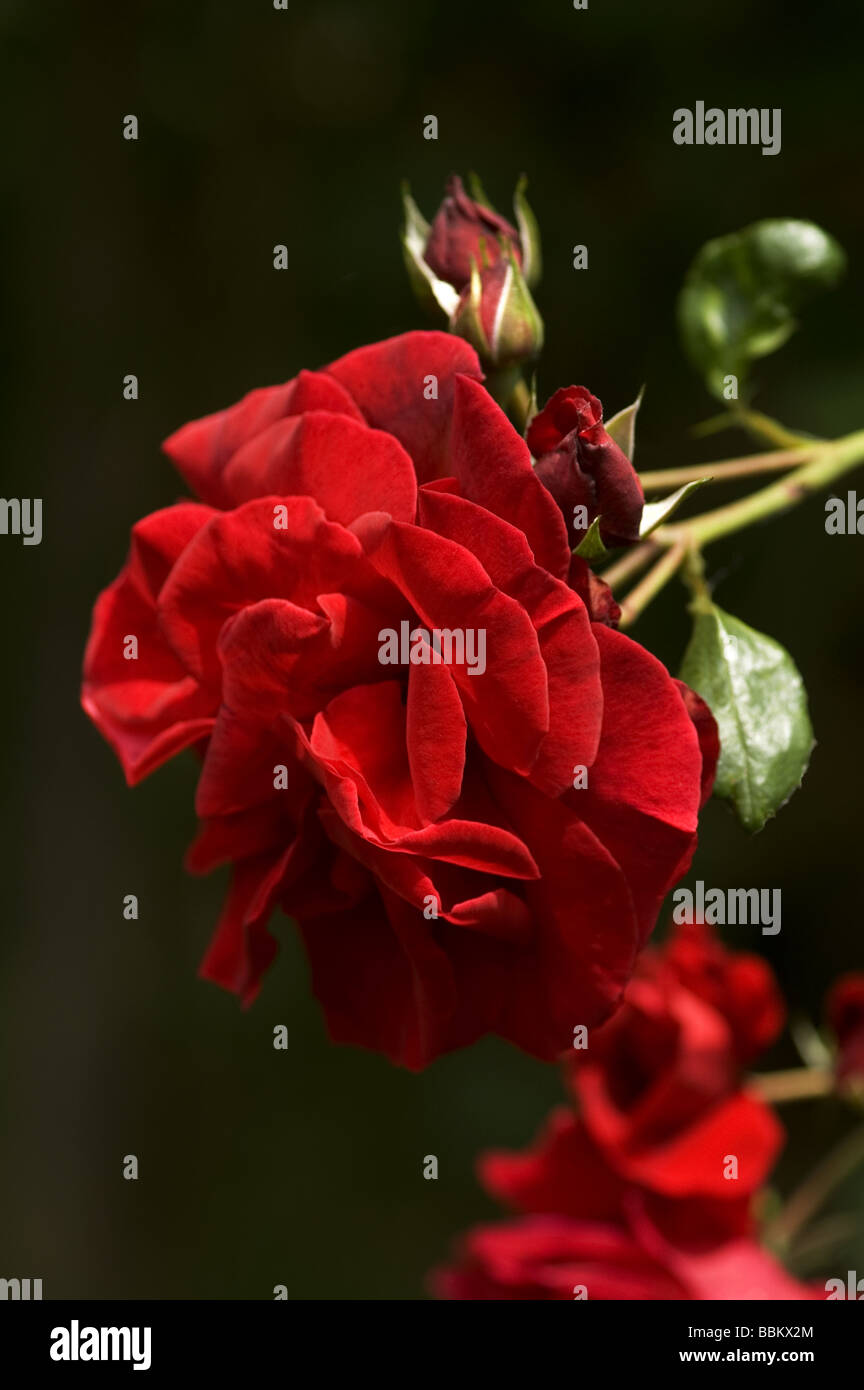 The deep red rose 'Metanoia' is perpetual flowering and a good climber ...