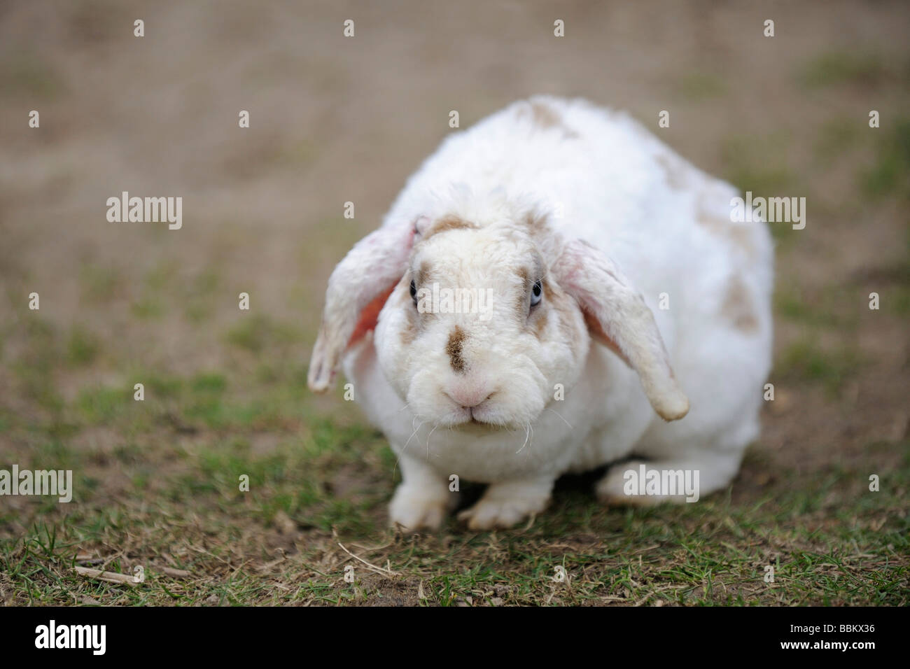 Domestic rabbit with floppy ears sitting on a meadow Stock Photo - Alamy