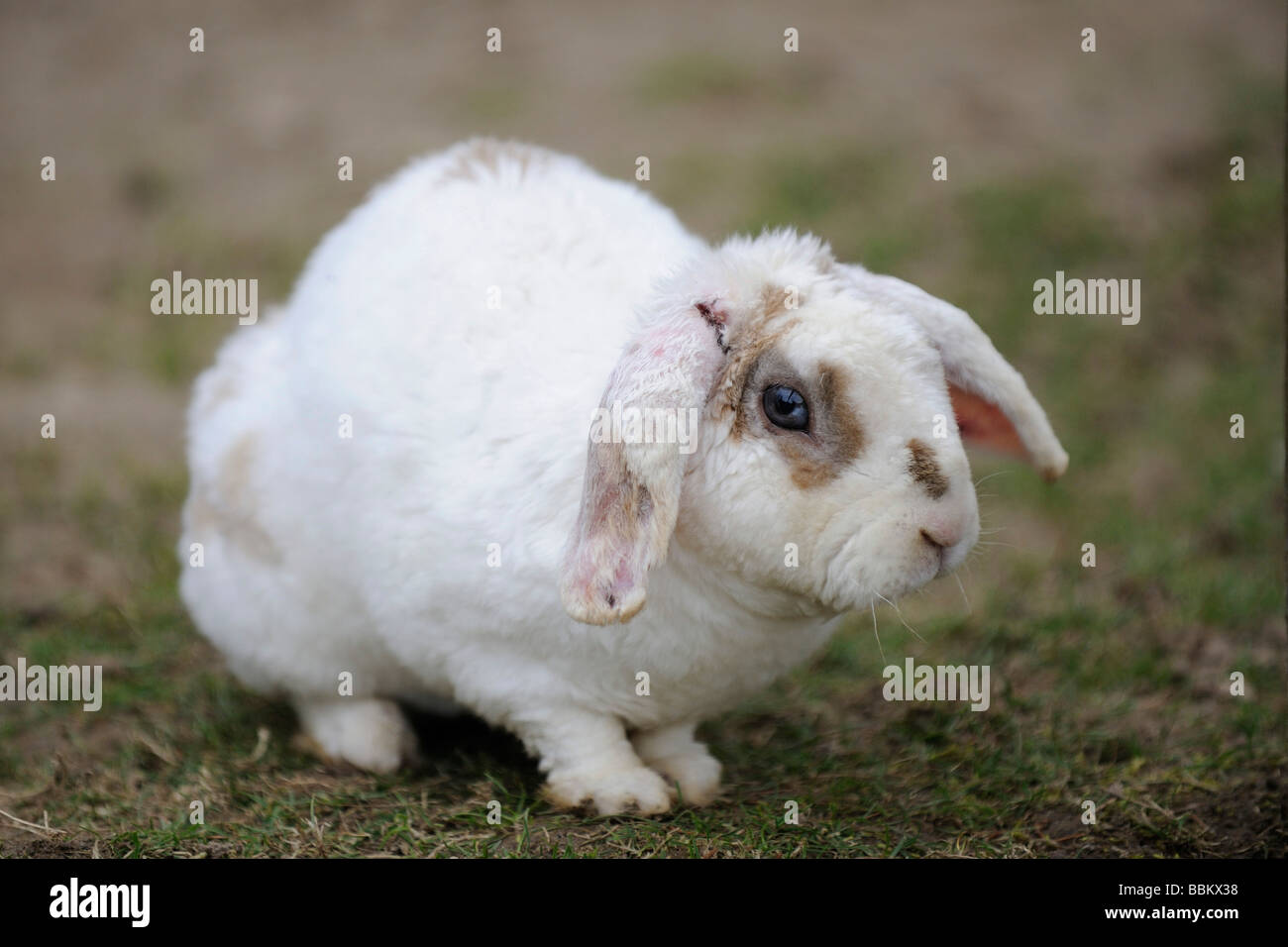 Floppy ears hi-res stock photography and images - Alamy
