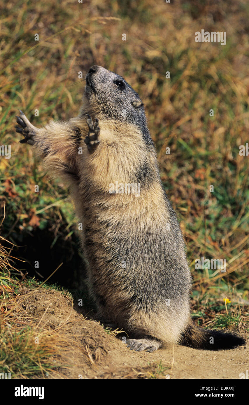 Alpine Marmot Marmota marmota adult standing up calling Saas Fee ...