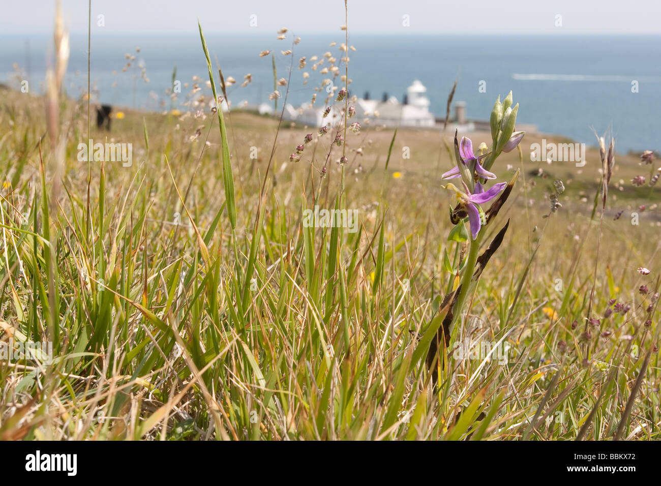 Anvil point lighthouse spring hi-res stock photography and images - Alamy