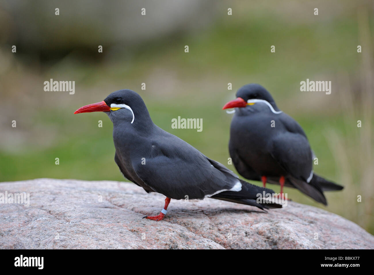 Inca Tern (Larosterna inca Stock Photo - Alamy