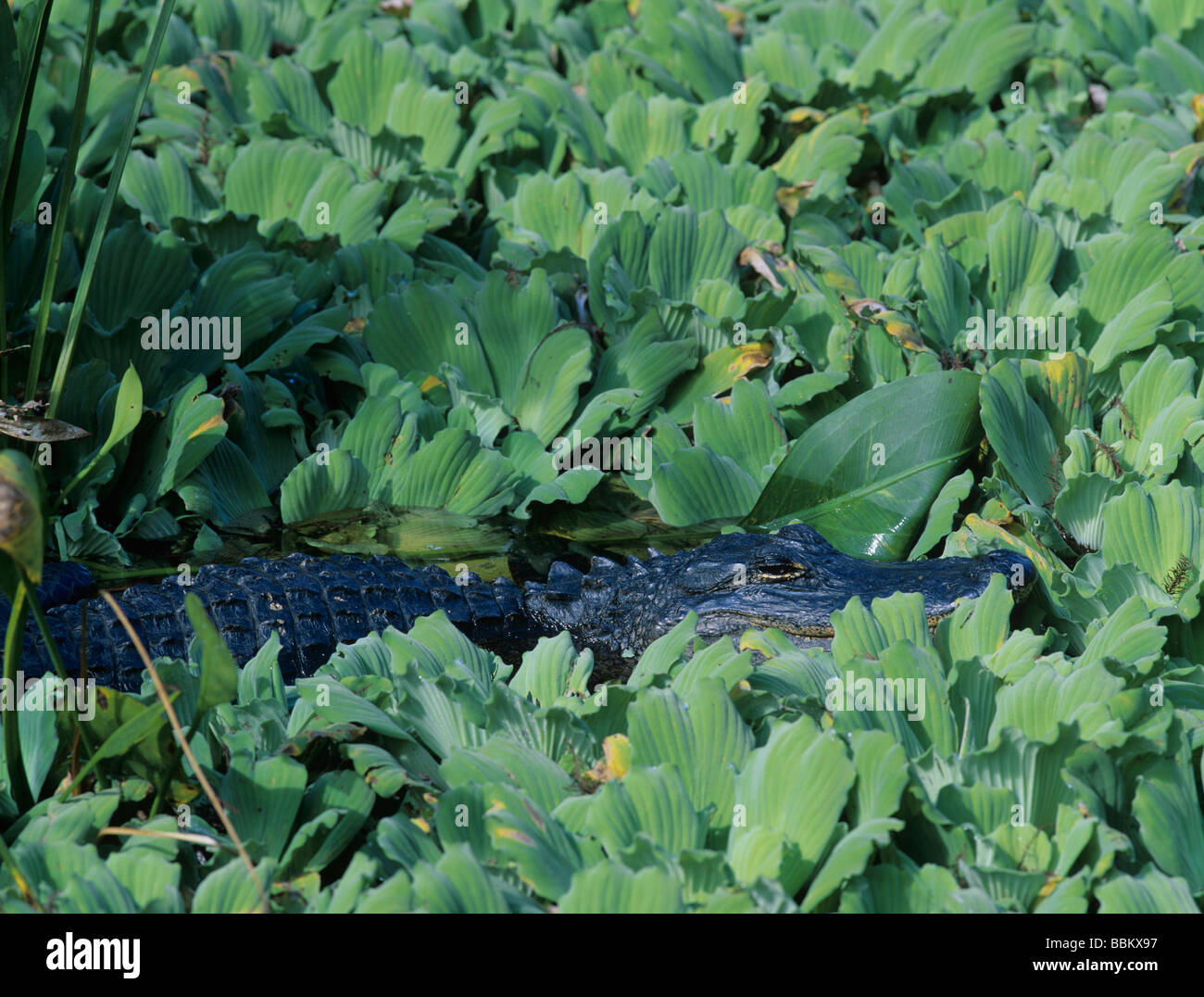 American Alligator Alligator mississipiensis young in Water Lettuce ...