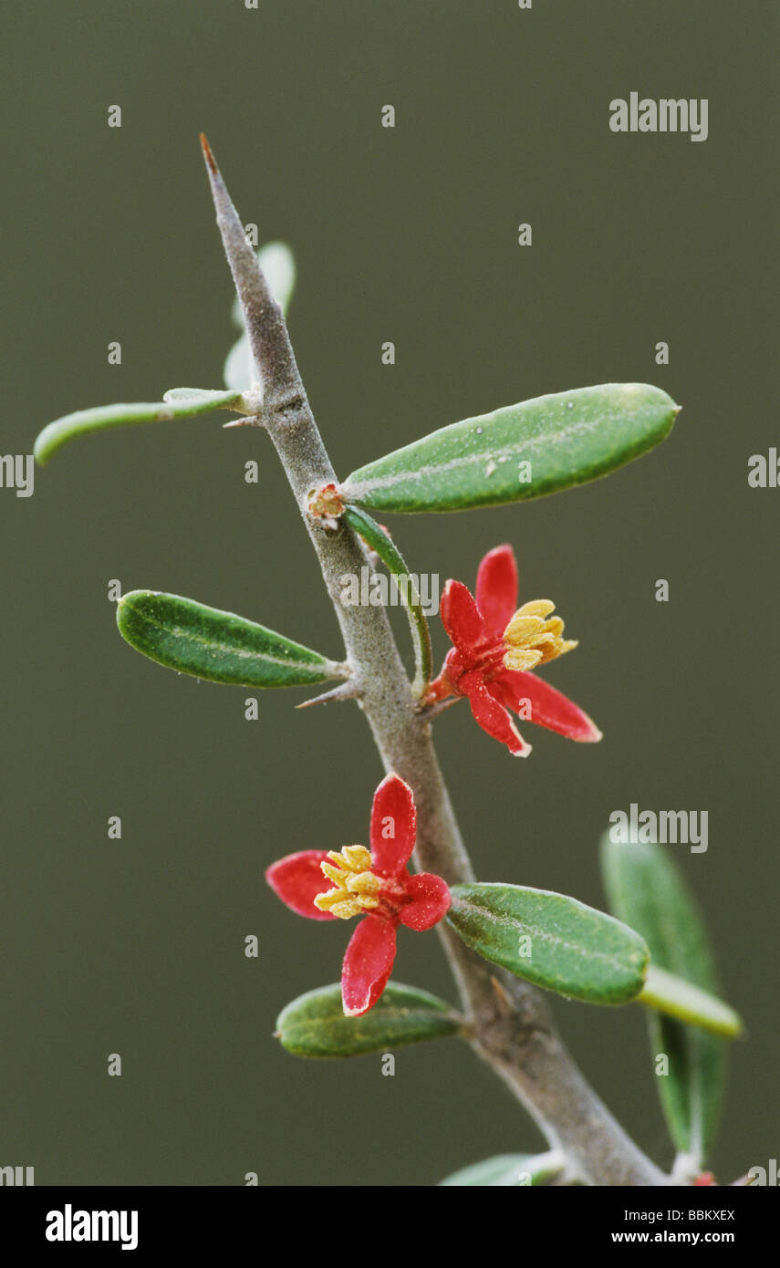 Amargosa Goatbush Castela erecta blossom Starr County Rio Grande Valley ...