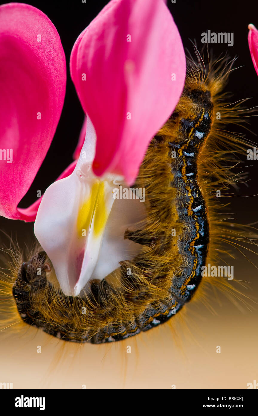 Caterpillar flower hi-res stock photography and images - Alamy