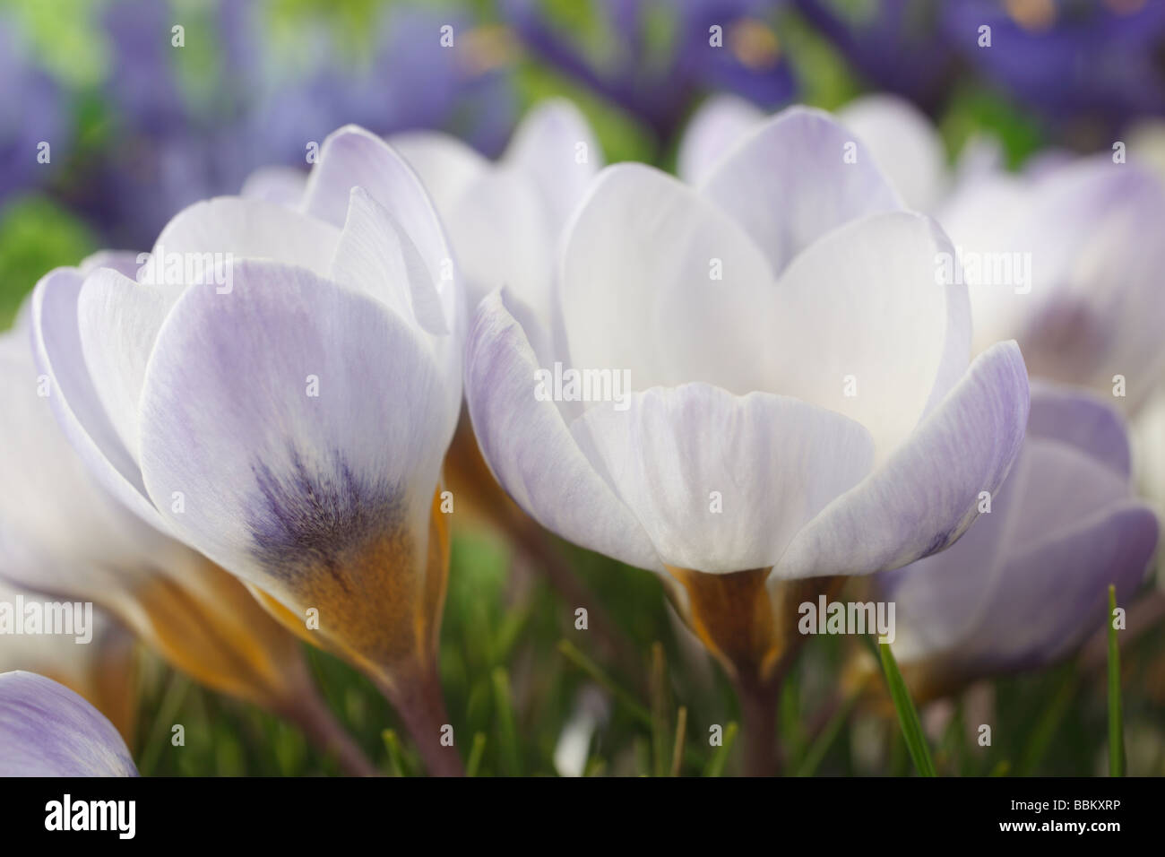 Chrysanthus blue pearl hi-res stock photography and images - Alamy