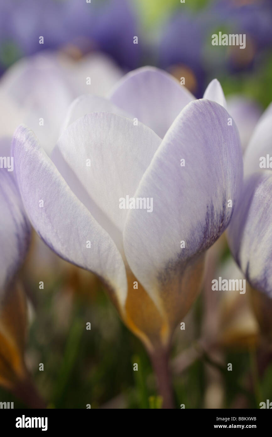 Crocus 'Blue Pearl' AGM Stock Photo - Alamy