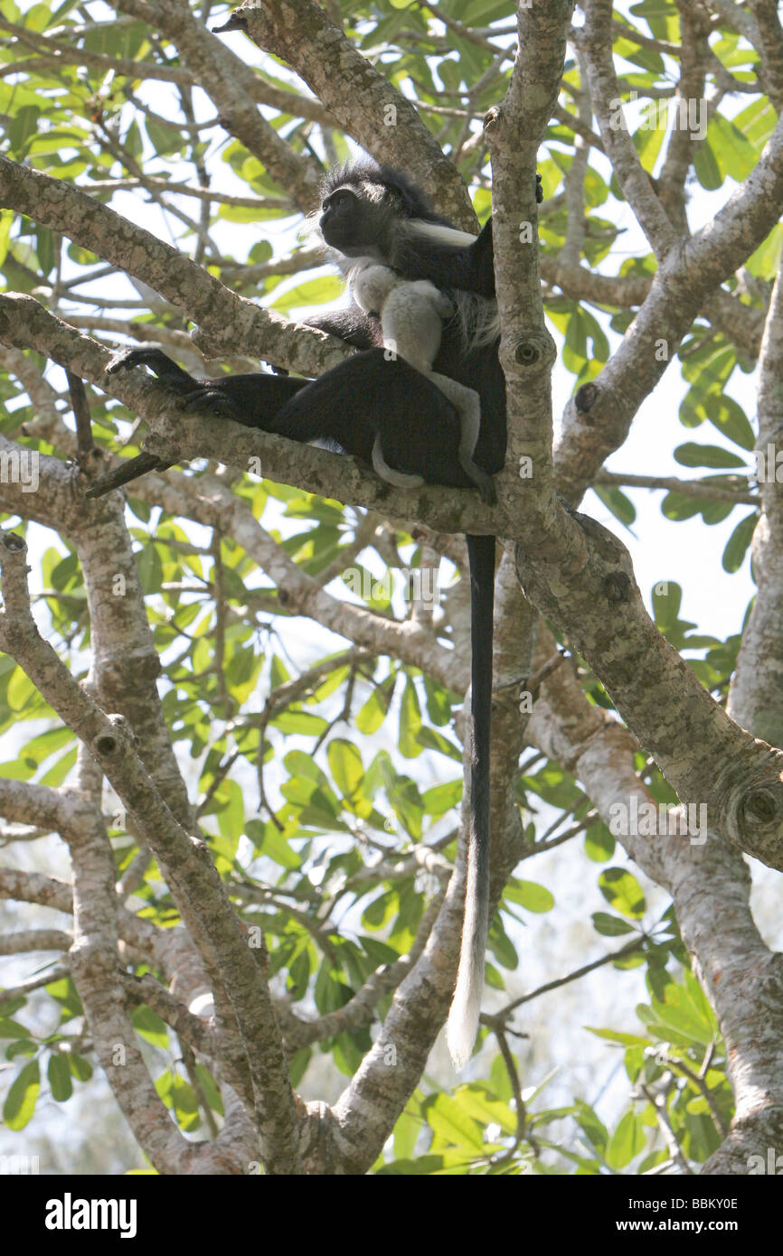 Rare endangered charity protection angolensis palliatus colobus trust ...