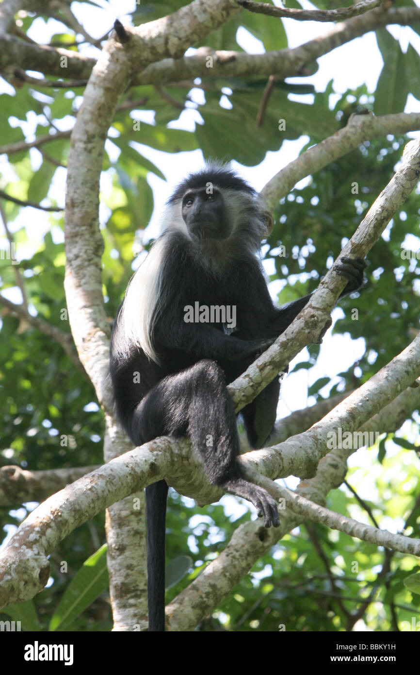 Rare endangered charity protection angolensis palliatus colobus trust ...