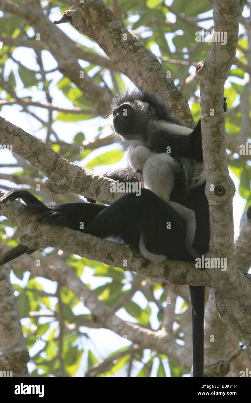 Angolan colobus monkey Colobus angolensis in the trees with its all ...