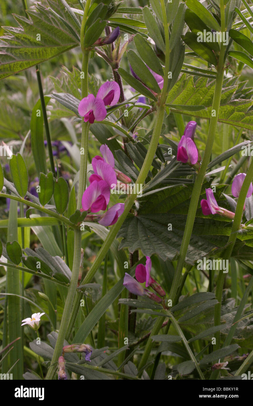 Common vetch hi-res stock photography and images - Alamy