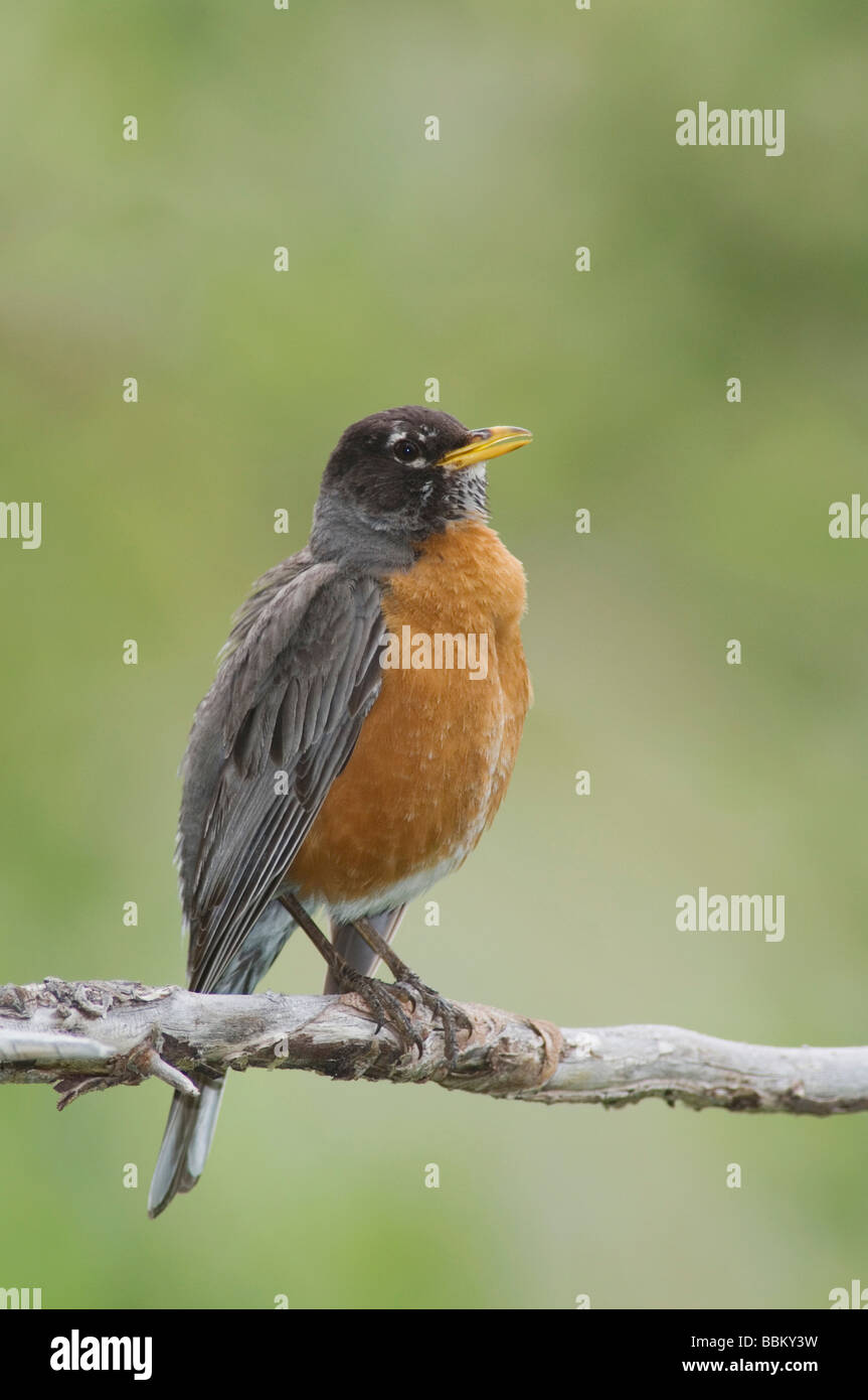 American Robin Turdus migratorius male singing Rocky Mountain National ...