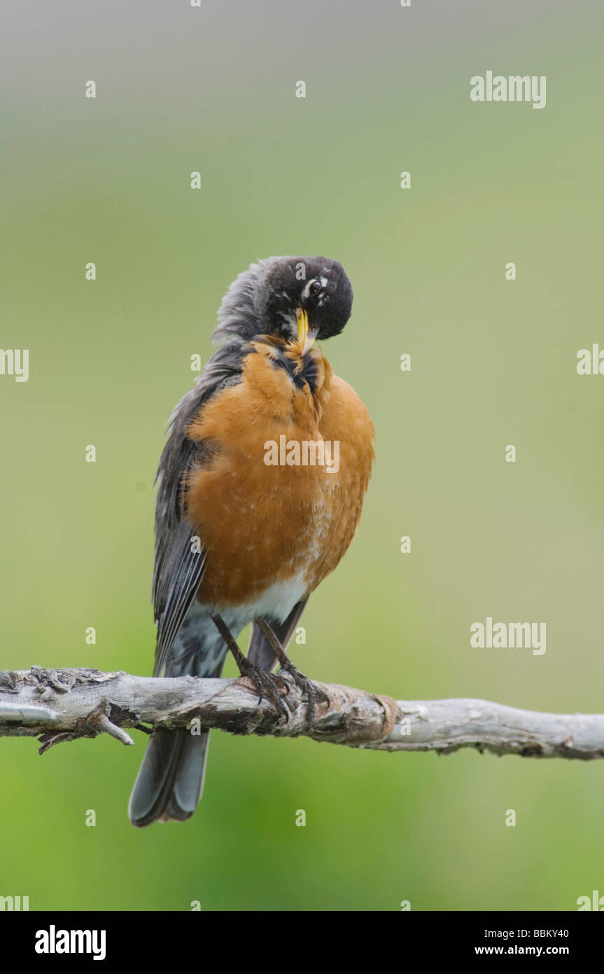 American robin animal wing photo and image hi-res stock photography and ...