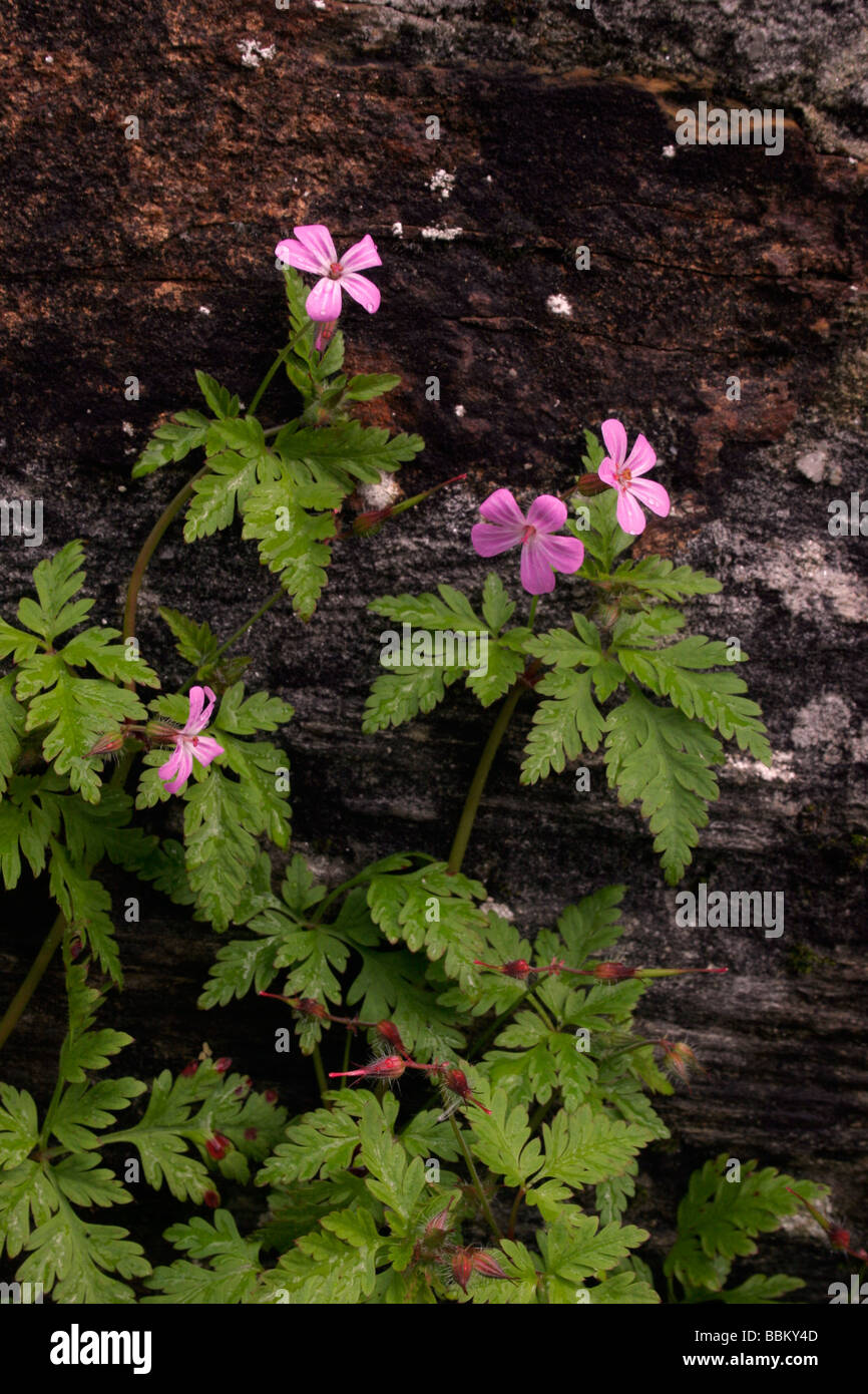 Herb robert geranium robertianum hi-res stock photography and images ...