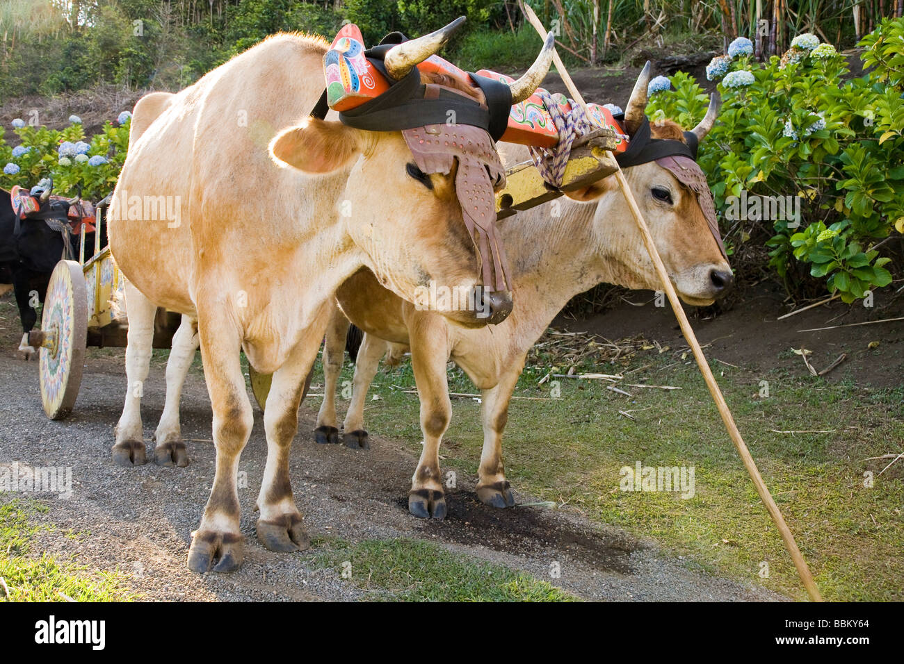 Oxen pulling cart hi-res stock photography and images - Alamy