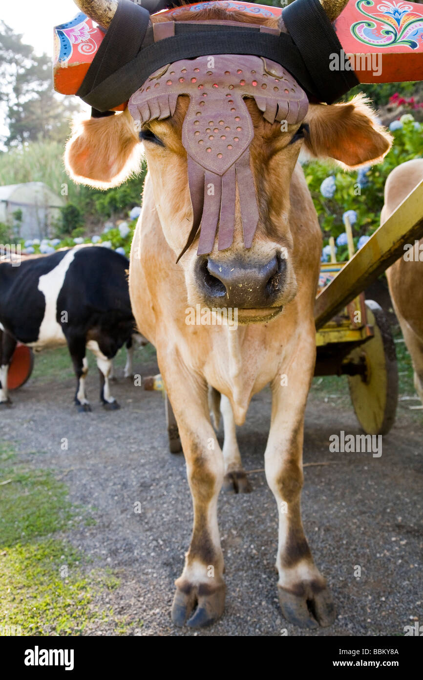 Oxen pulling a decorated cart in a farm Stock Photo - Alamy