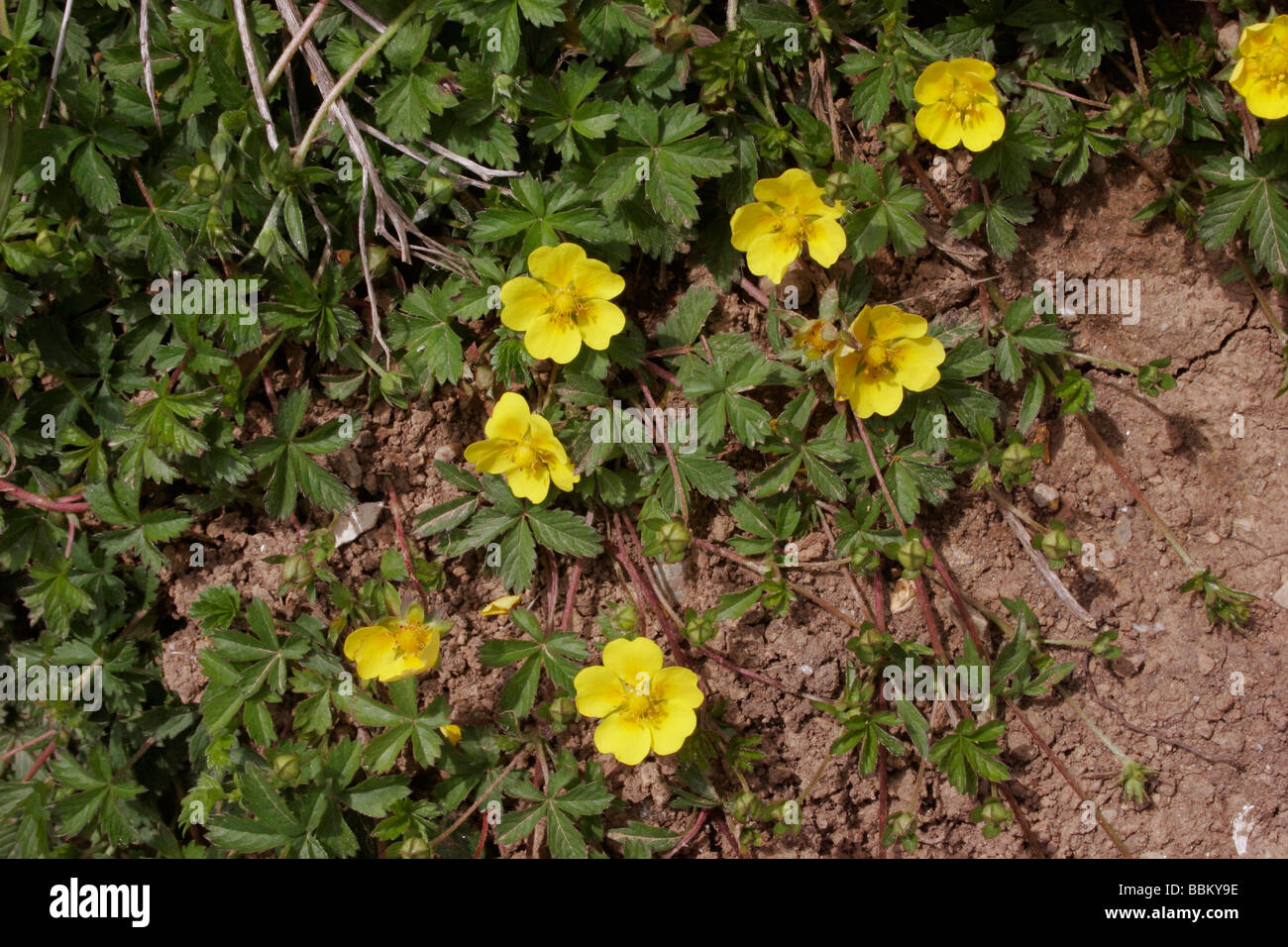 Creeping Cinquefoil Potentilla reptans Rosaceae UK Stock Photo - Alamy