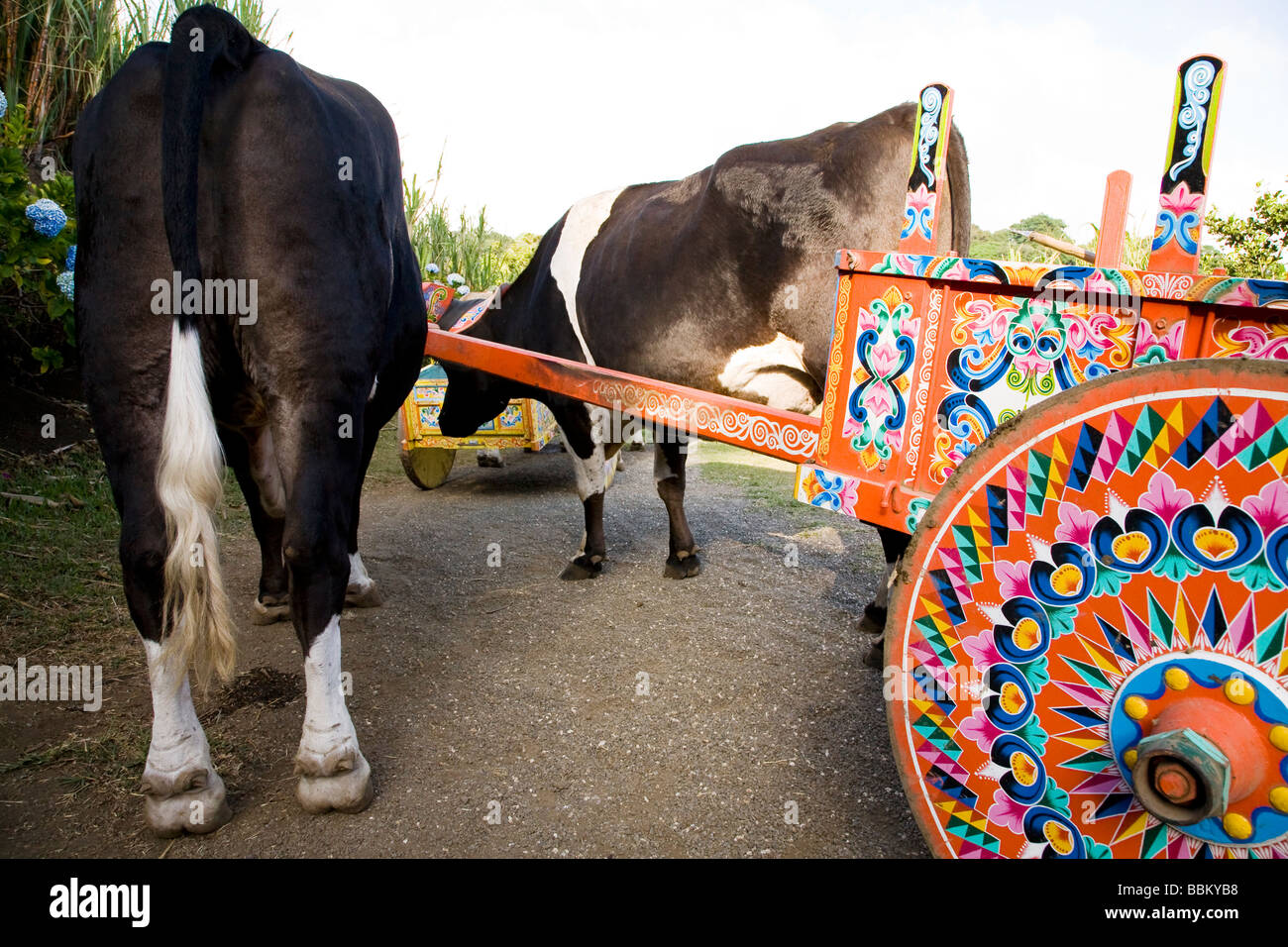 Oxen pulling a decorated cart in a farm Stock Photo - Alamy
