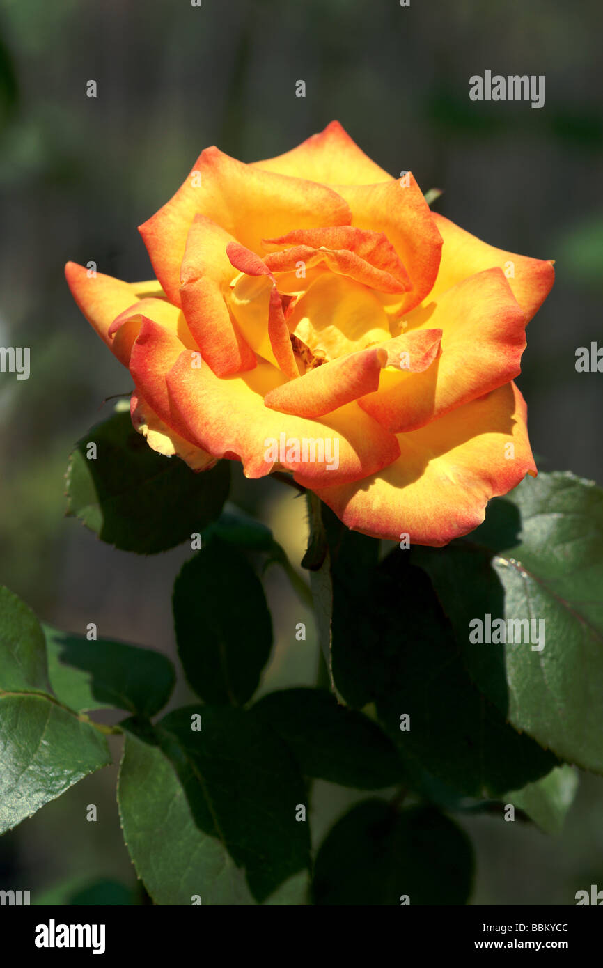Rosa;Climbing rose;Rouge and Or; A semi-double type rose Stock Photo ...