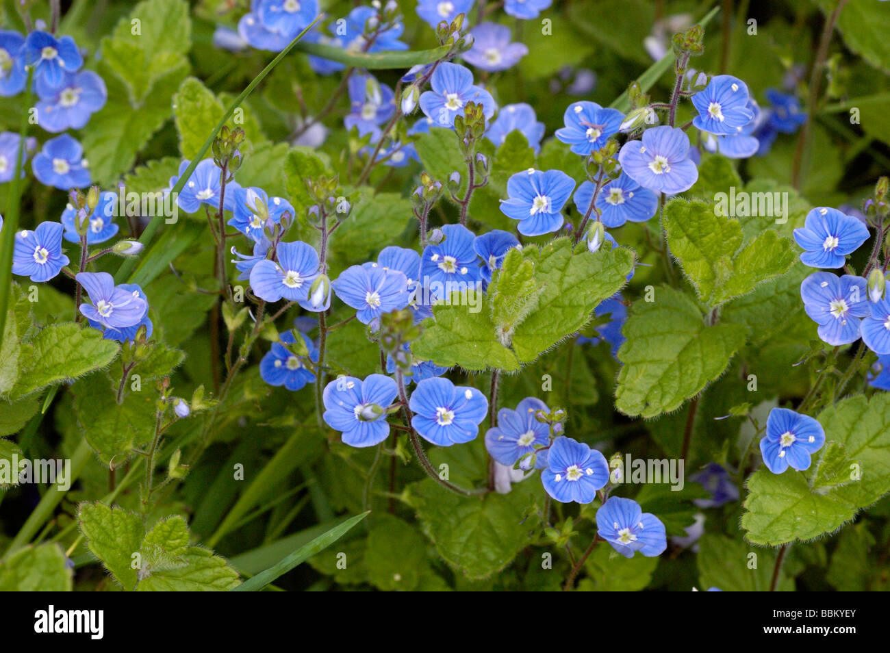 Germander Speedwell Veronica chamaedrys Scrophulariaceae UK Stock Photo ...