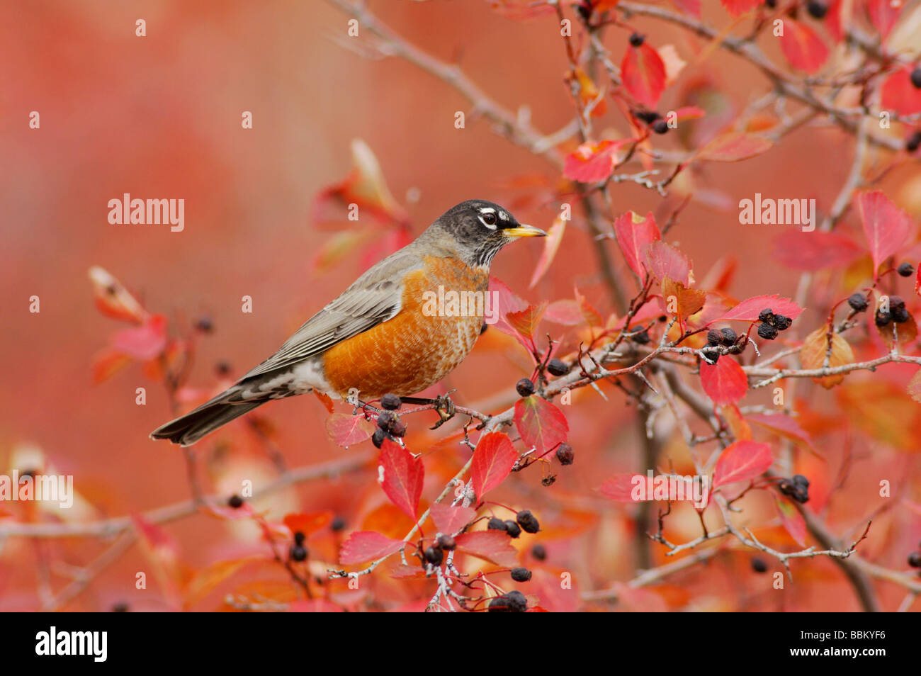 American Robin Turdus migratorius male eating berries of Black Hawthorn ...