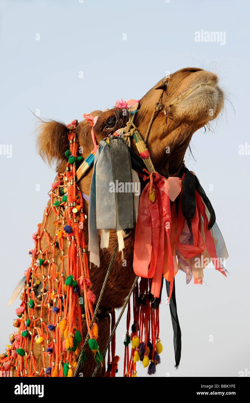 Portrait of a decorated dromedary camel (Camelus dromedarius), National ...
