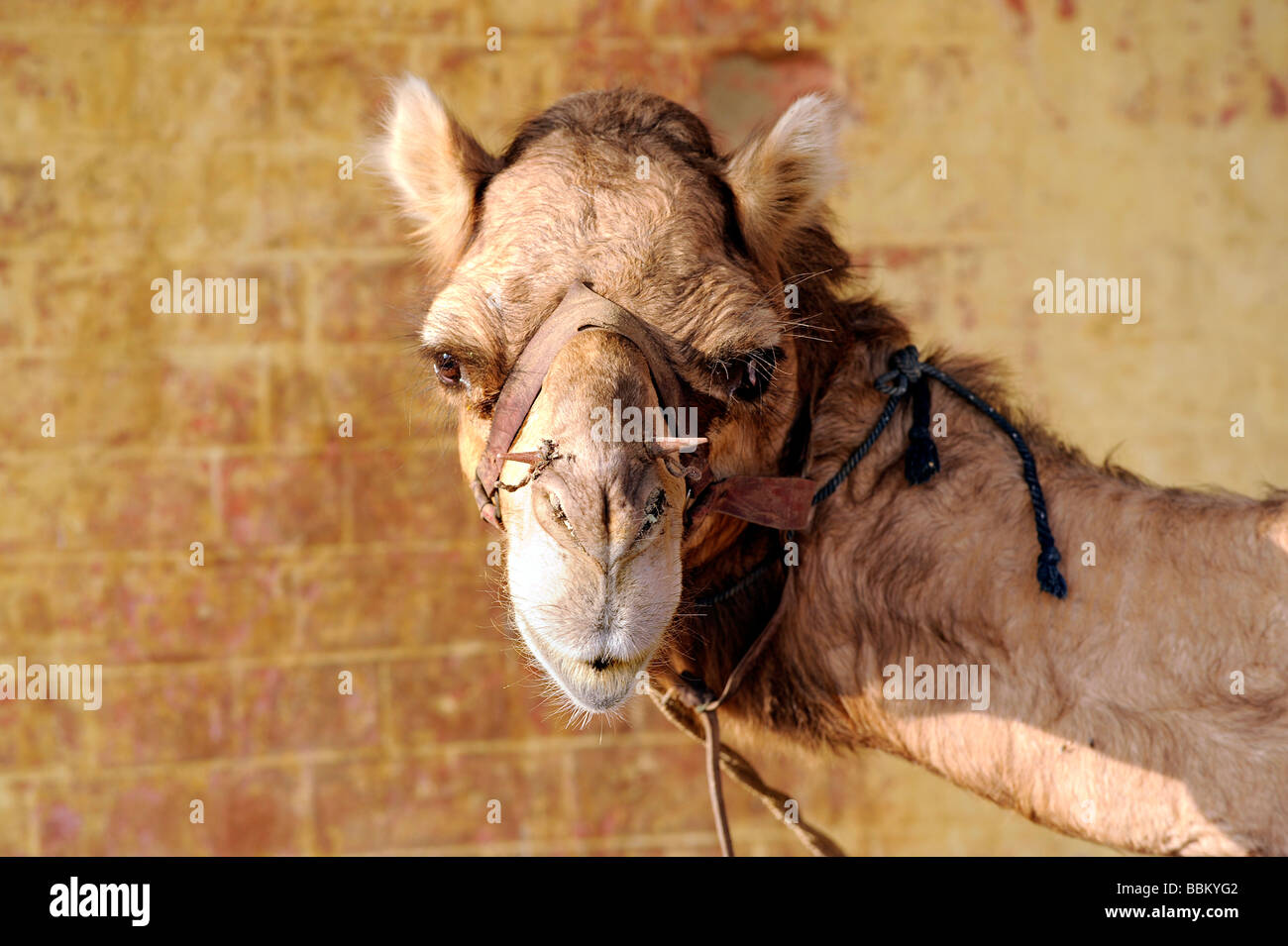Portrait of a dromedary camel (Camelus dromedarius), National Camel ...