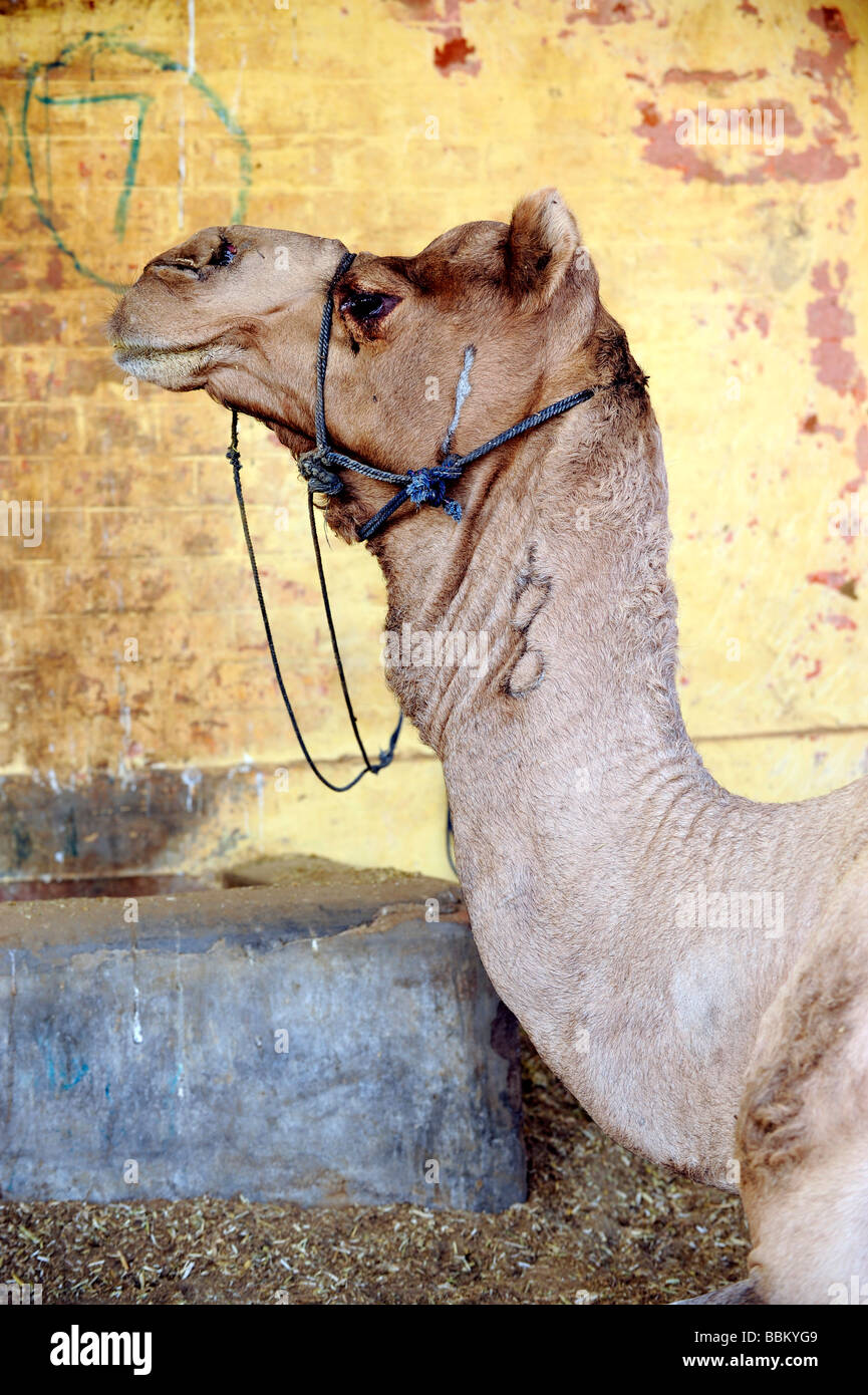 Dromedary camel hi-res stock photography and images - Alamy