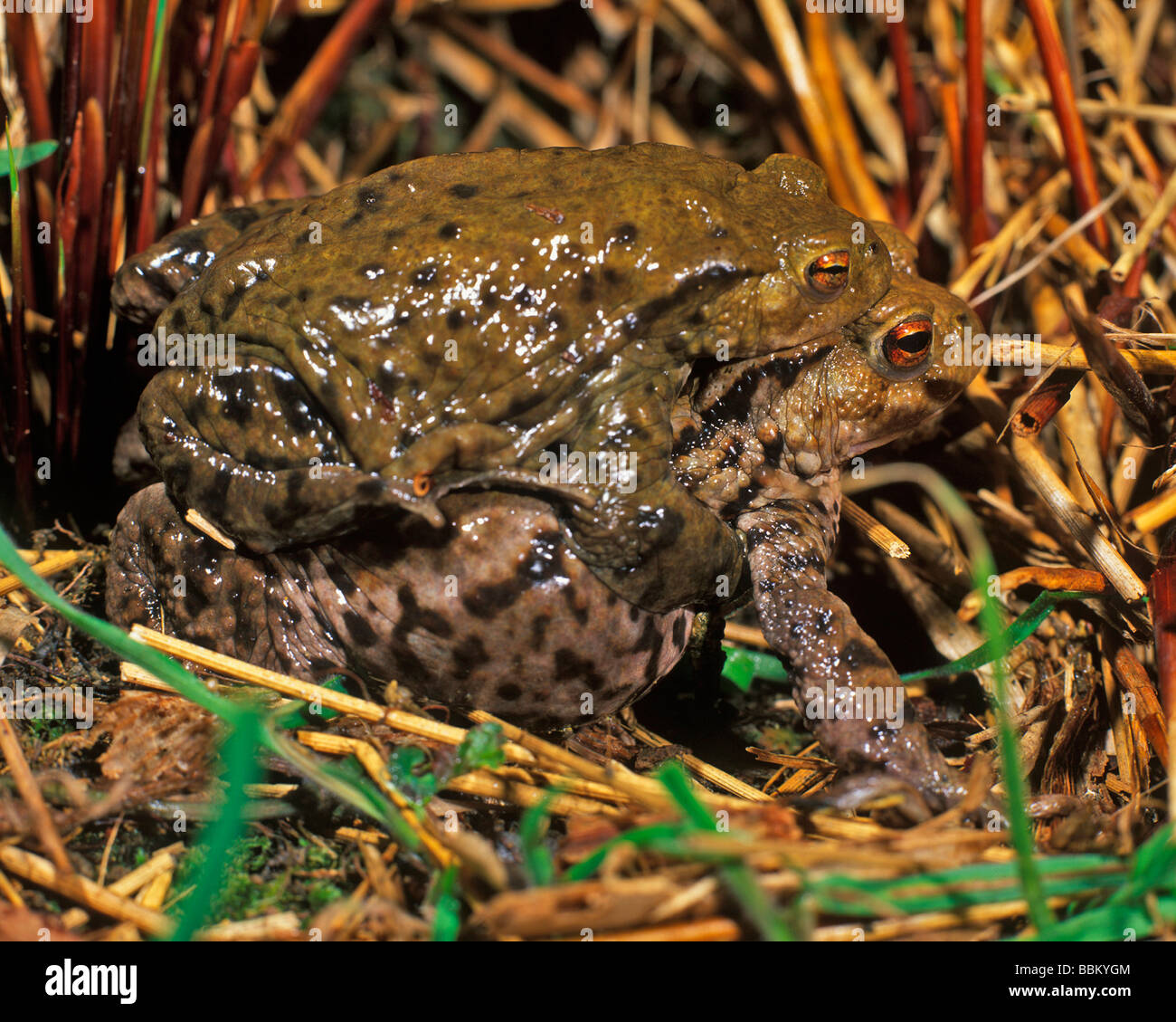 COMMON TOAD Bufo bufo PAIR IN AMPLEXUS Stock Photo - Alamy