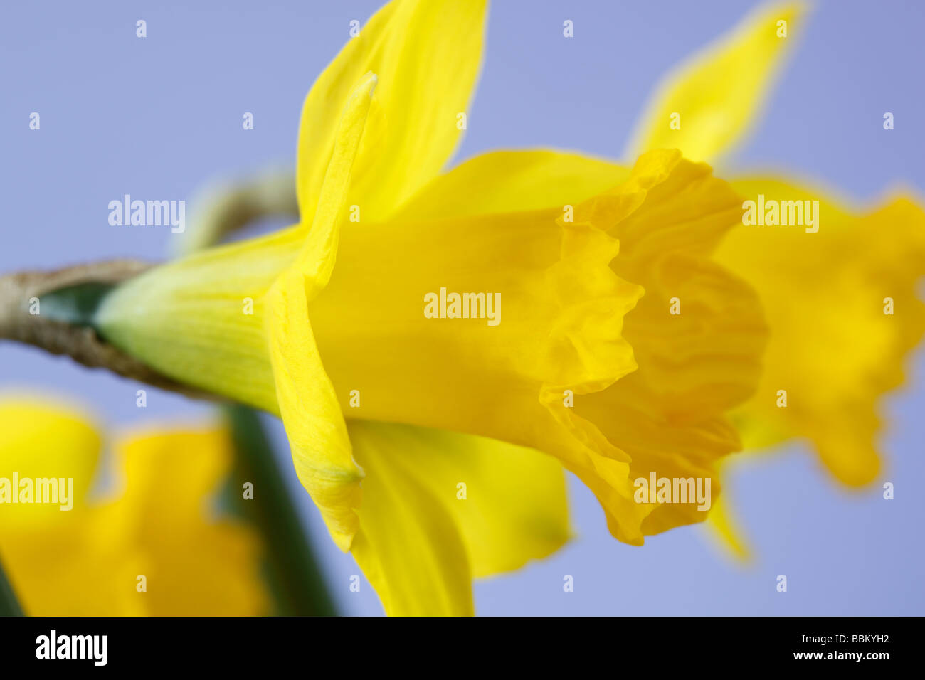 Narcissus obvallaris (Tenby Daffodil) Division 13 Species Stock Photo ...