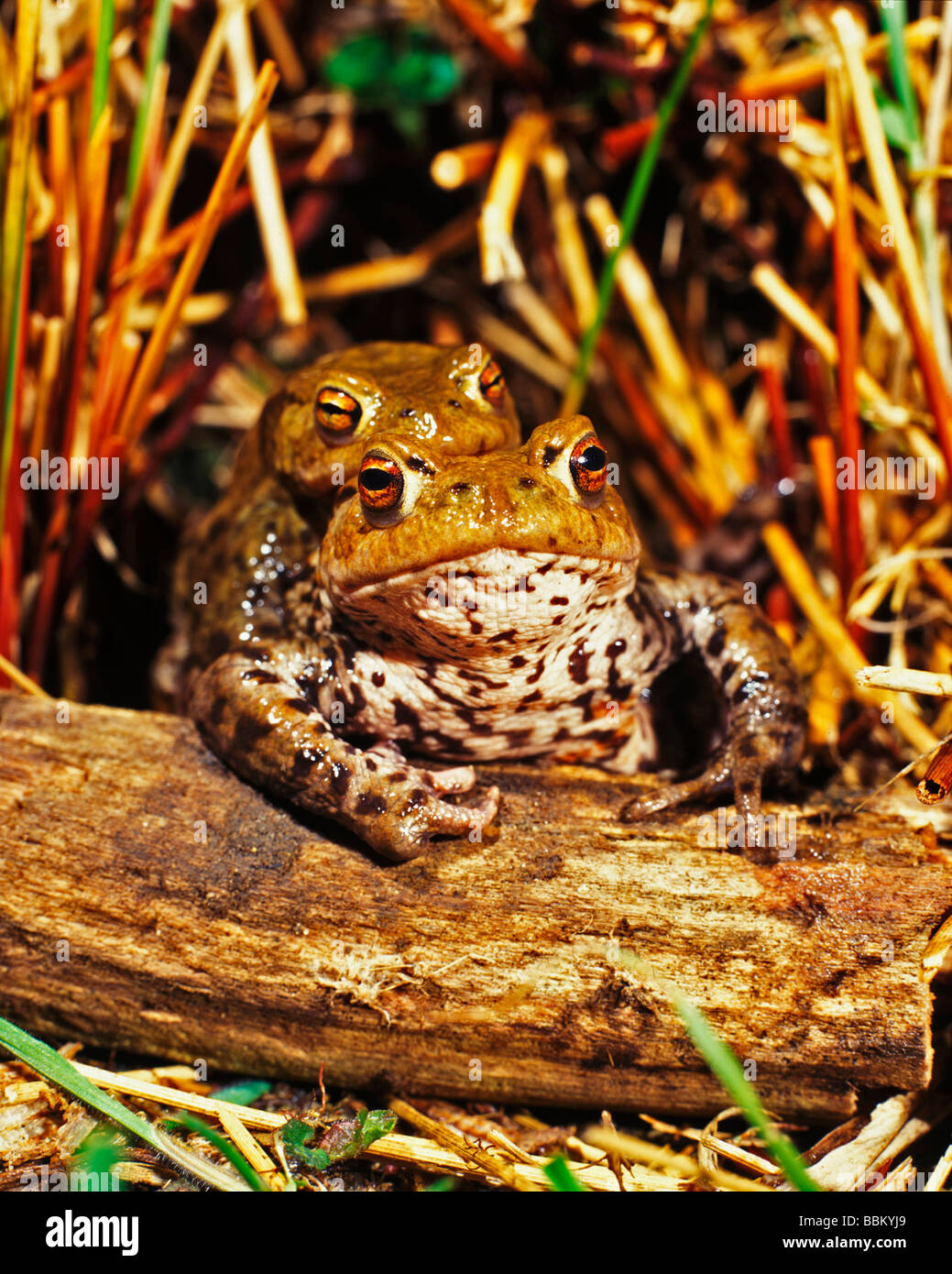 COMMON TOAD Bufo bufo PAIR IN AMPLEXUS Stock Photo - Alamy