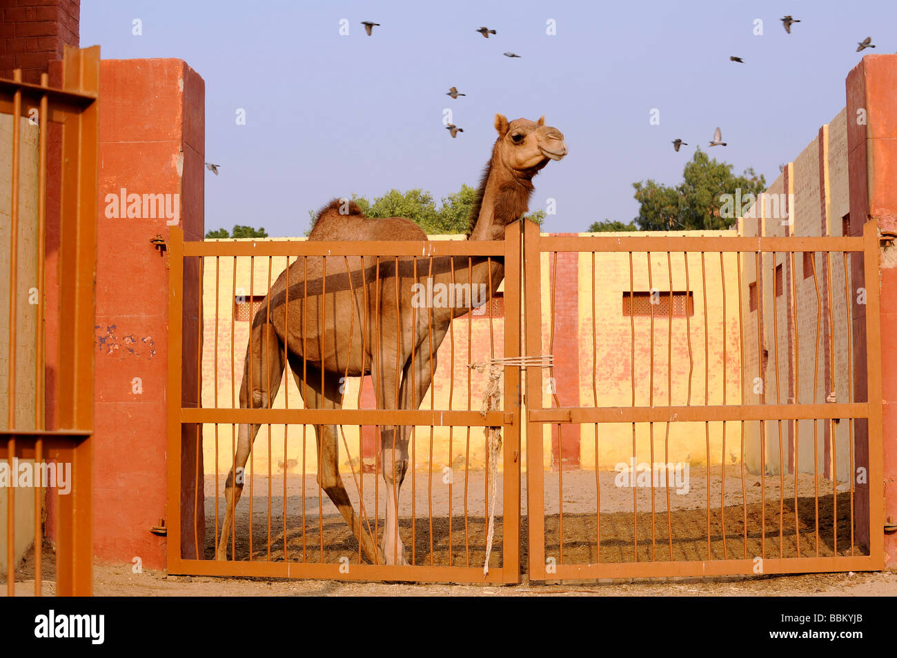 Dromedary camel (Camelus dromedarius), National Camel Research Farm ...