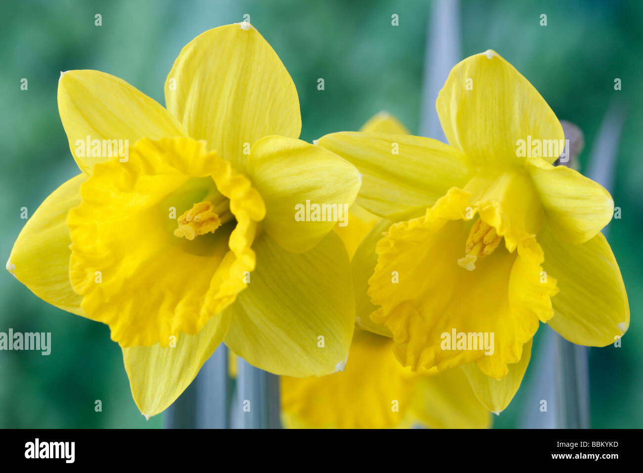 Blooms of species hi-res stock photography and images - Alamy